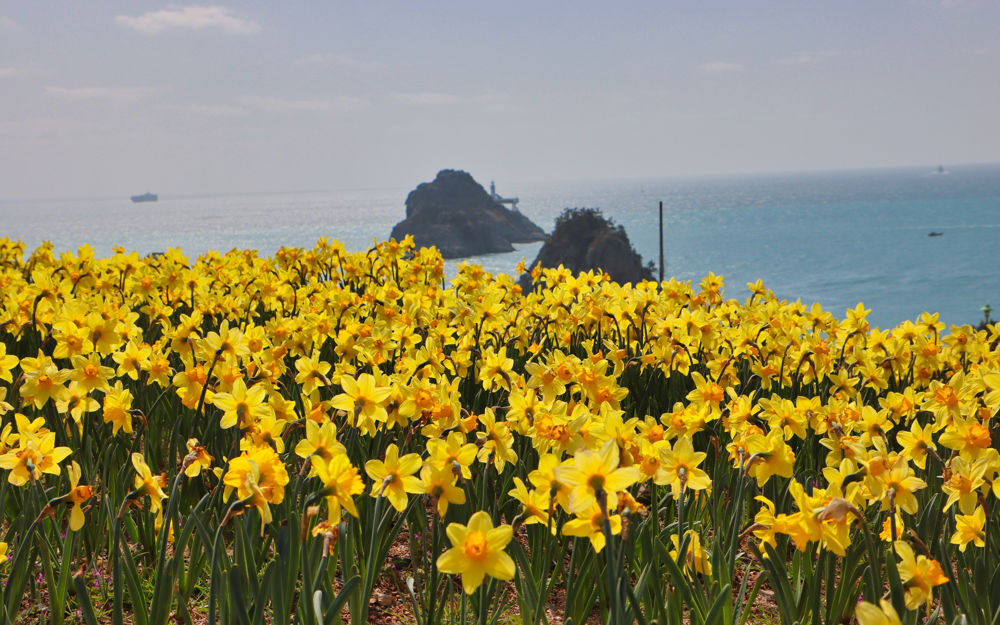 Six daffodil fields to visit this Spring | SPAR